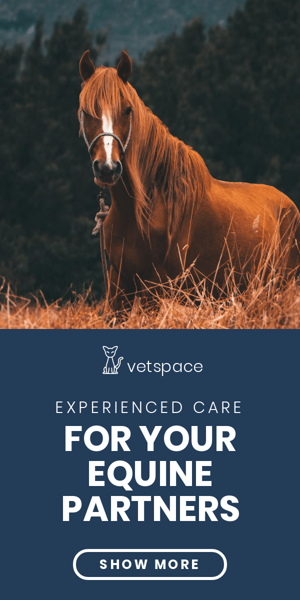 Pets Banner Ad Templates